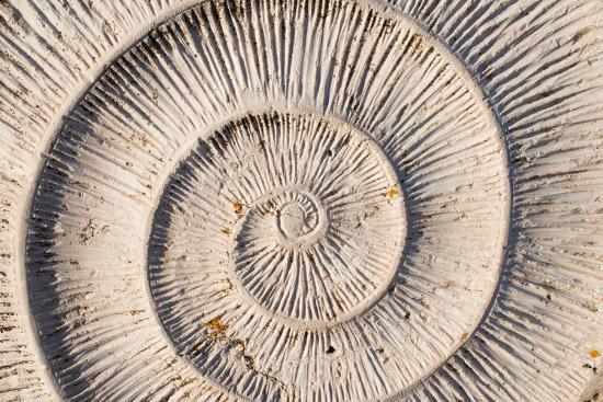 Patterns In Nature. Spiral In Shell. Background. - Art.com